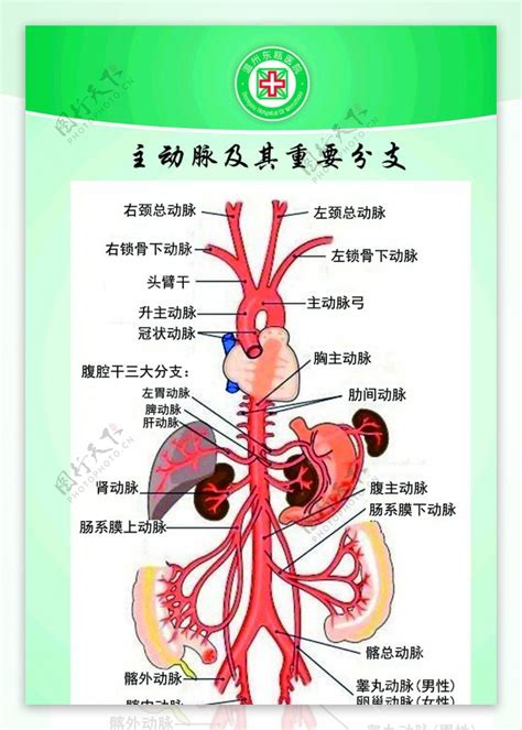 主动脉及其分支图片素材 编号14472832 图行天下