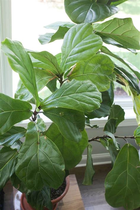 How To Propagate Fiddle Leaf Fig Plants Paisley Plants