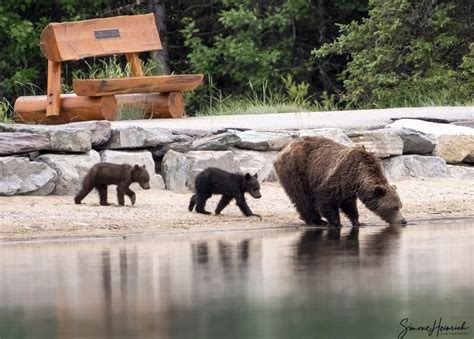 Bear Management Going Swimmingly After Grizzlies Paddle Into Campsite