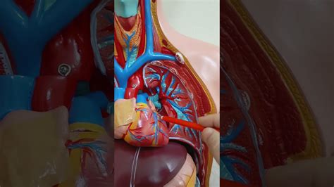 Phrenic Nerve Model Phrenic Nerve Damage Causes And Treatments In Ny