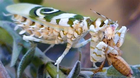 Flower Mantis Guide Marvel Rivals Mantis Guide Njvfkl