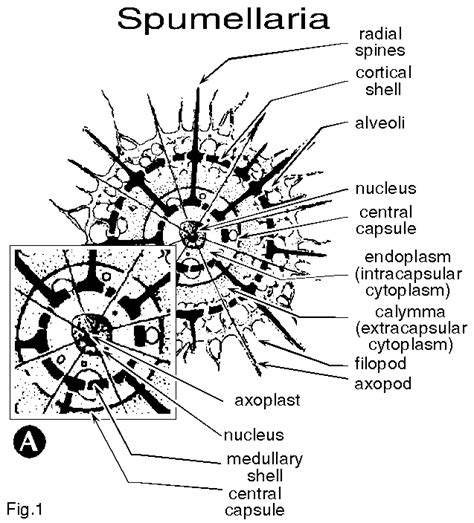 Radiolaria Diagram 1 Aquatic Biominerals A Radiolarian Siliceous
