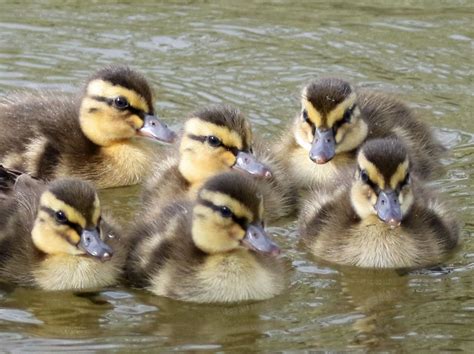 Vroege Vogels Foto Vogels Wilde Eendjes
