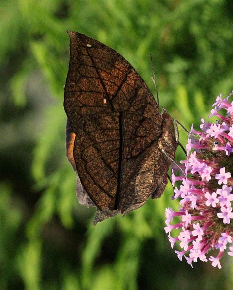 Orange Dead Leaf Butterfly Closed Wings Photograph By Rosanne Jordan