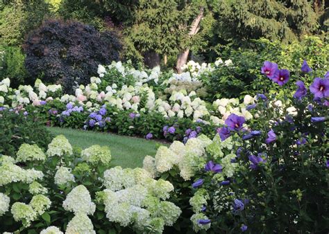 Hydrangeas For Hedges