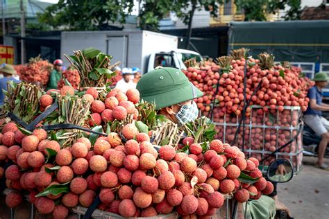 When Are Lychees In Season [comprehensive Answer]