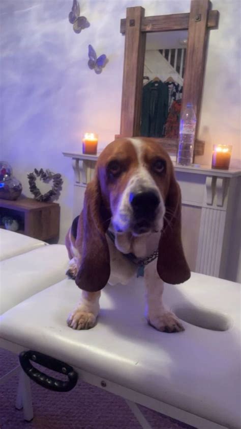 Basset Hound Love