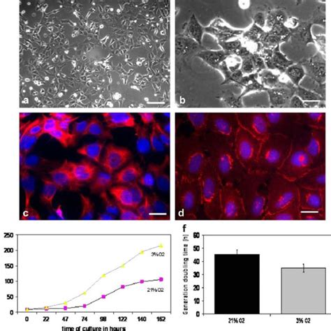 Cell Morphologies And Epithelial Marker Expression Of Immortalised