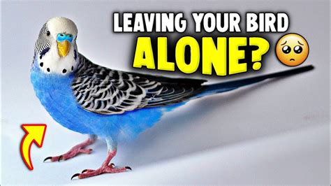 Never Do This When You Leave Your Bird Alone Youtube