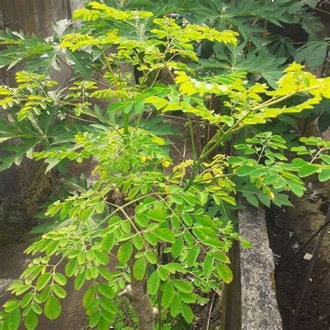Moringa Leaf Plant Stock Image Image Of Nature Moringa 359897833