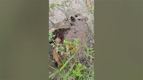 Instects Making Is Home Music Punk Slowedandreverb Youtube