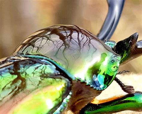 Phalacrognathus Muelleri Mirror Glaze Emerald For Sale Richards