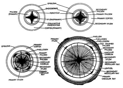 About Initiation And Activity Of Vascular Cambium