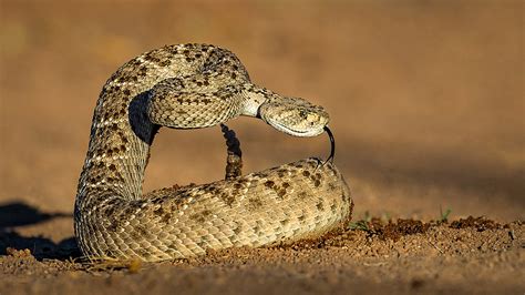 Western Diamondback Rattlesnake Focal World