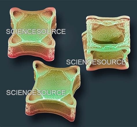 Diatoms Scanning Electron Micrograph Stock Image Science Source Images
