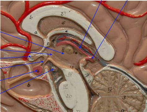Diencephalon Diagram Quizlet