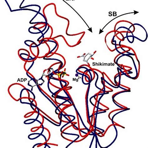 Overall Structure Of Shikimate Kinase From M Tuberculosis 61 Mtsk Download Scientific