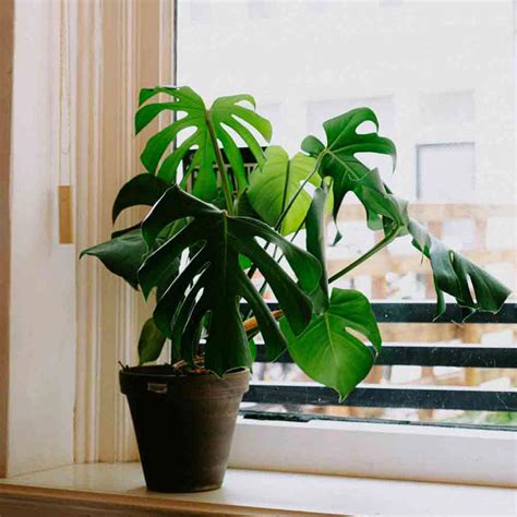 몬스테라 델리시오사 쉽게 기를 수 있는 이 식물에 대해 알아야 할 모든 것