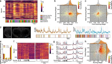 large scale neural activity correlates with vigorous but not subdued