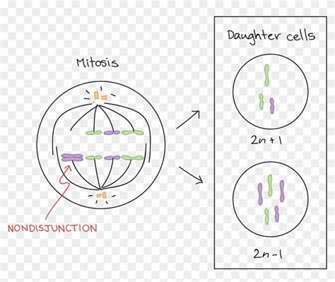 Download Aneuploidy Chromosomal Rearrangements Article Khan Mitosis