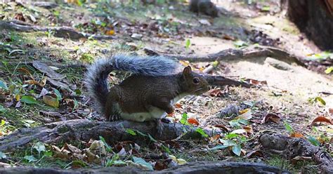 Another Squirrel Imgur