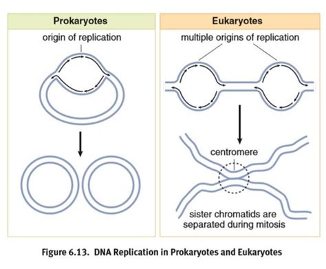 Biochem Ch 6 Lab Techniques And Dna Replication Only Half Of Content
