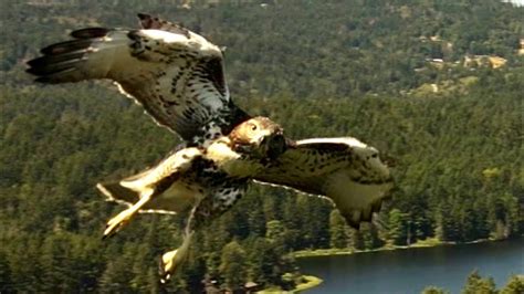 Hawk Attacks Dji Drone Close Encounter With A Red Tailed Hawk Youtube