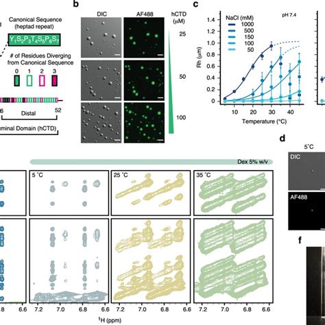 Phase Separation Of Human Ctd A Schematic Representation Of Human Rna Download Scientific