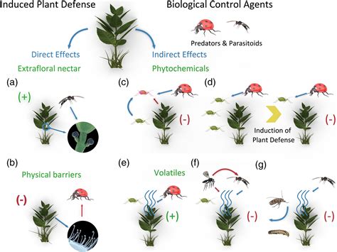 Induced Plant Defences In Biological Control Of Arthropod Pests A Double‐edged Sword Pappas