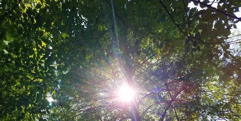 Is Your Neighbours Tree Blocking Light