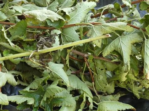 Para qué sirve la planta Boldo además de controlar el colesterol Infobae