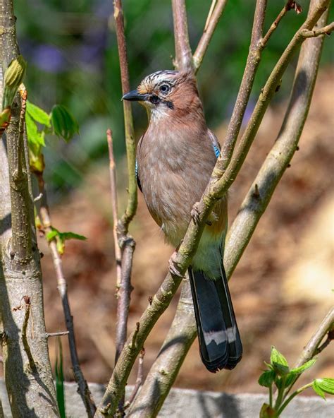 Jay Wild Bird Free Photo On Pixabay