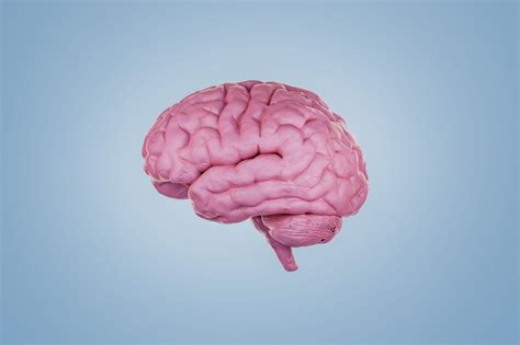 Your Brain Starts Shrinking After 30 What You Need To