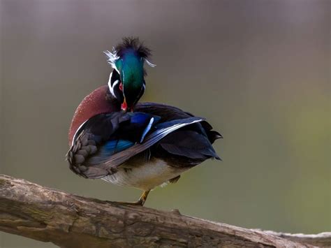 Preening Behaviors How Birds Maintain Feathered Perfection Birdfact
