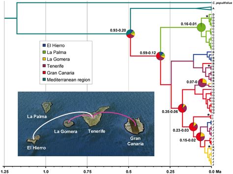 Relaxed Molecular Clock Chronogram And Phylogeographic Reconstruction
