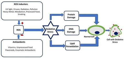 Dr Ravinder Kumar On Linkedin Modulatory Impact Of Oxidative Stress On Action Potentials In