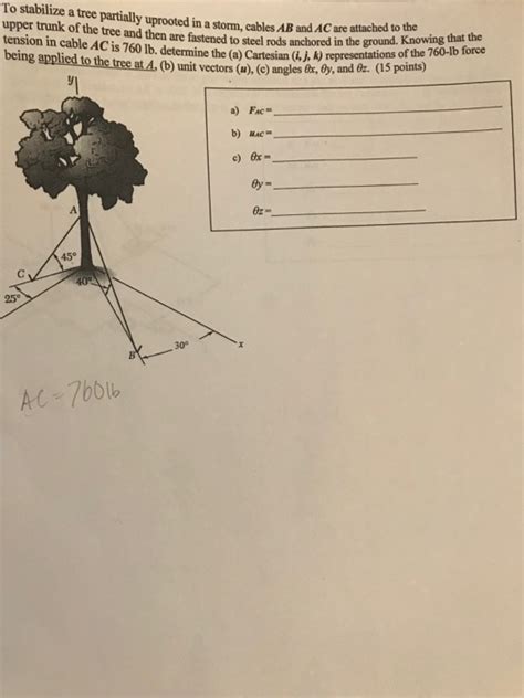 Solved To Stabilize A Tree Partially Upper Trunk Of The Tree Chegg Com