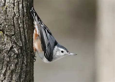 Nuthatch Its Nature