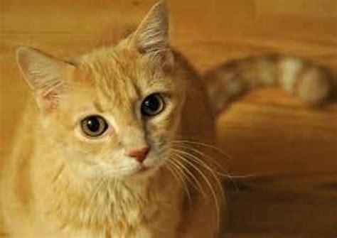 10 Facts About Domestic Cats Fact File