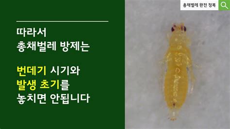 팜한농 총채벌레 완전 정복 Youtube