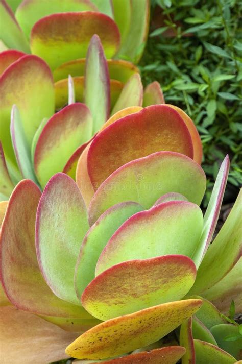 Kalanchoe Succulent Paddle Plant In Garden Stock Image Image Of