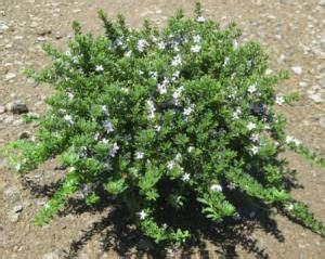 Pink Groundcover Myoporum Everde Growers