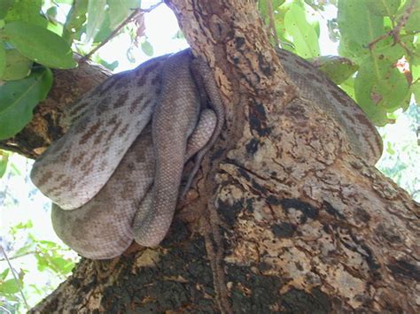 Oenpelli Python Facts And Pictures