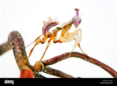 Devils Flower Mantis Artstation Devil S Flower Mantis Idolomantis