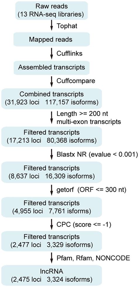 The Pipeline For Identifying Lncrnas In P Xylostella Based On