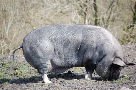 Pig Animal Livestock Free Photo On Pixabay Pixabay