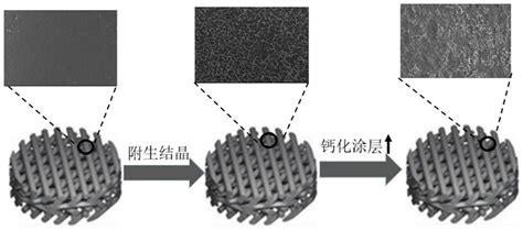 Porous Scaffold And Preparation Method Of Bone Like Bioactive Polycaprolactone Porous Scaffold