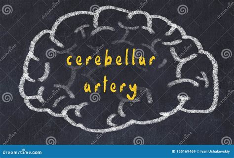 Cerebellar Cartoons Illustrations And Vector Stock Images 153 Pictures To Download From