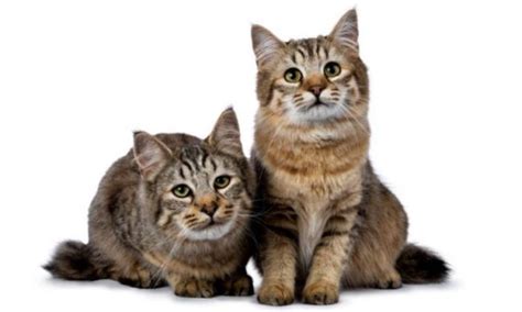 Pixie Bob Cat Size Price Personality And Colors The Complete Breed Guide