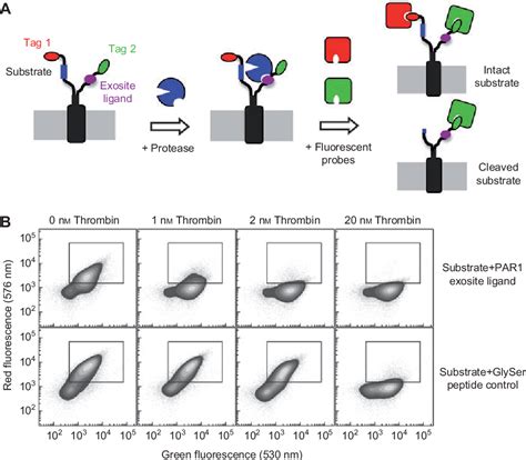 Figure 1 From Identifi Cation Of Protease Exosite Interacting Peptides